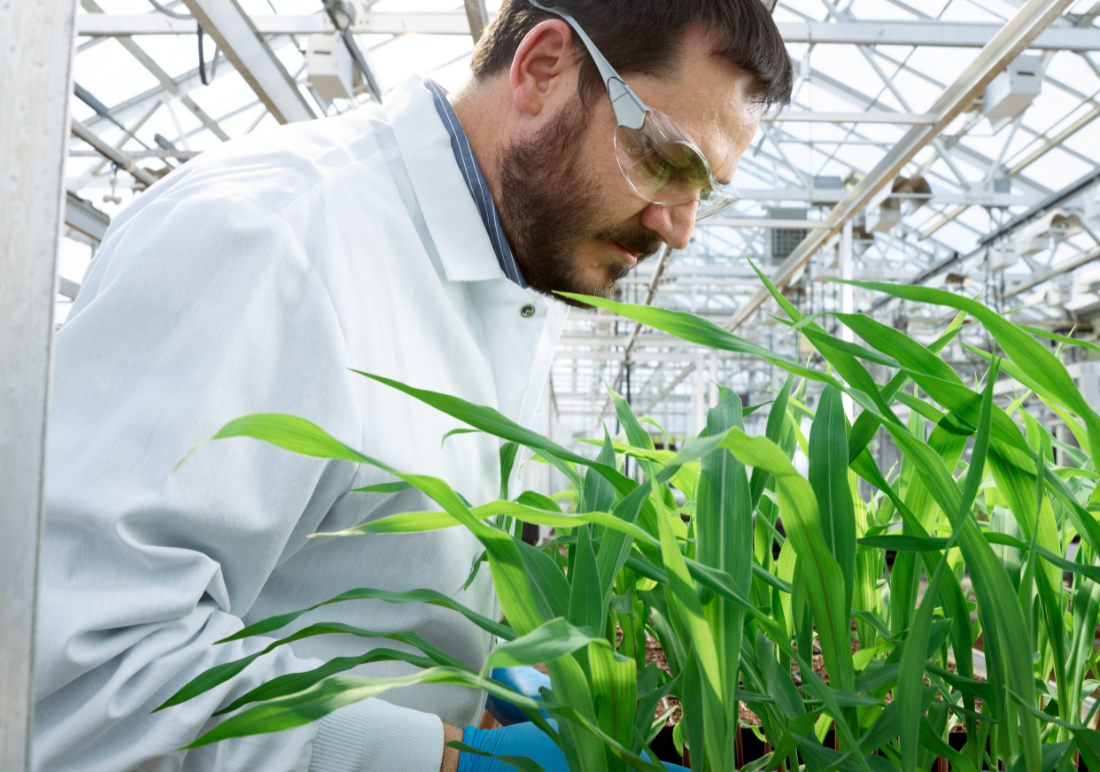 New Pest Management Solutions to be Developed Through Enko, Syngenta ...