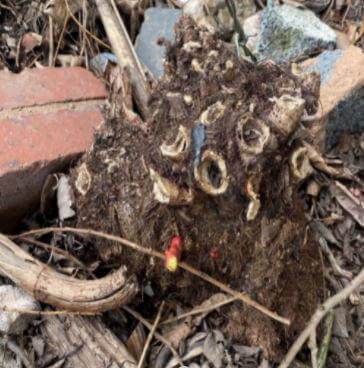 Japanese Knotweed Roots: What's the Big Deal? | JKWS