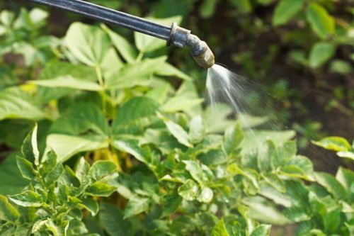 Guide to Killing Japanese Knotweed: Effective Removal Solutions