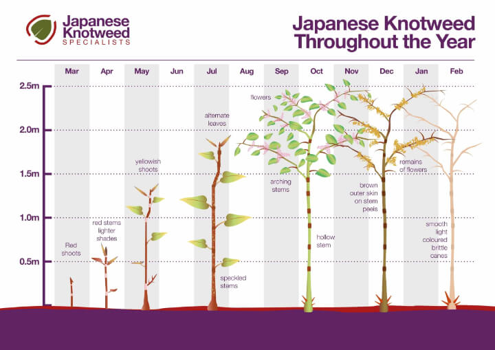 Japanese Knotweed Identification Services | Knotweed Experts