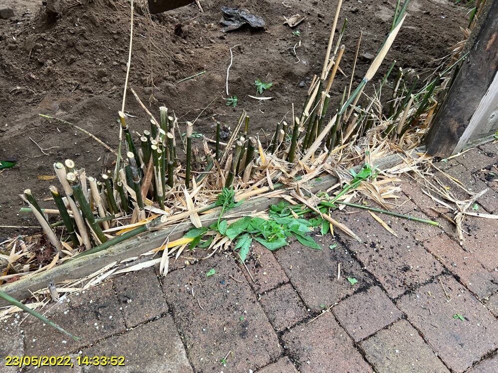 Specialist Bamboo Removal Services | Expert Bamboo Eradication