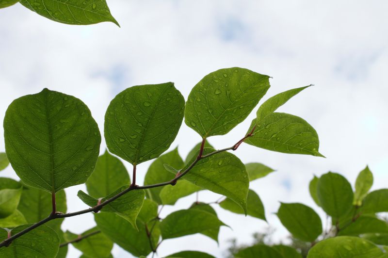 Japanese Knotweed Identification Services | Knotweed Experts