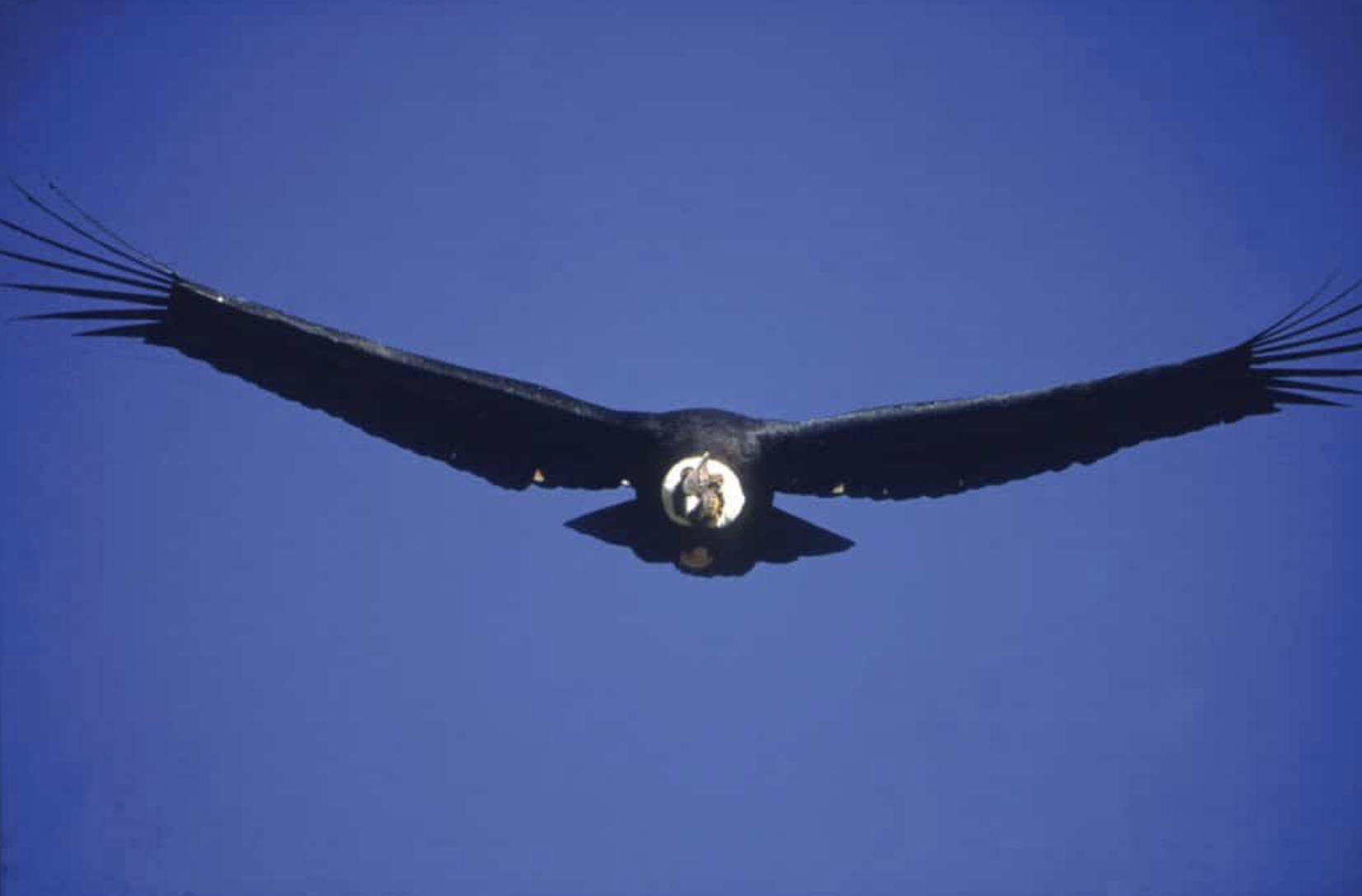 Observation des Oiseaux en Équateur → Agence CapacÑan