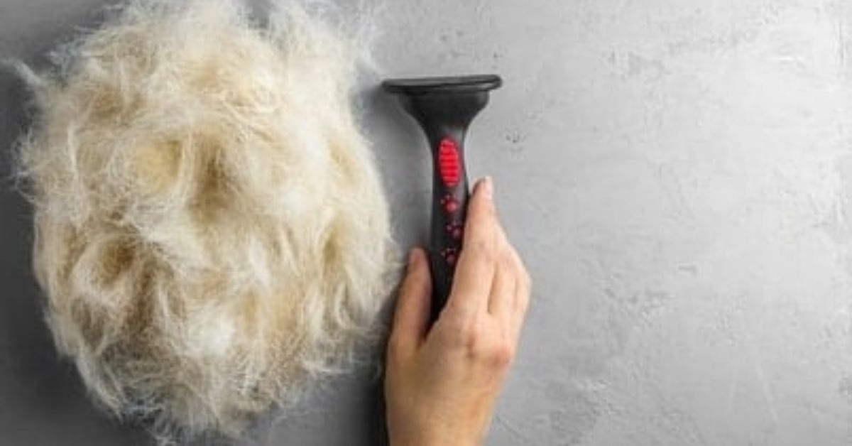 Simple Tips to Fight Labrador Shedding