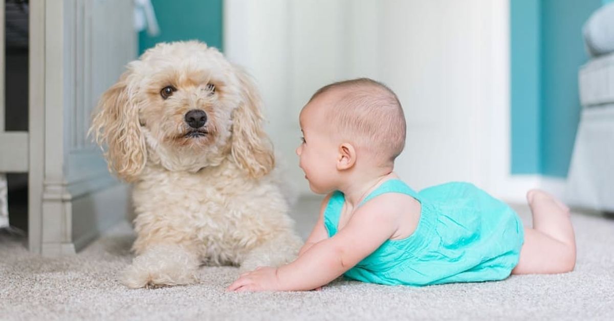 Are Labradoodles Good with Kids? | Everything Labradors