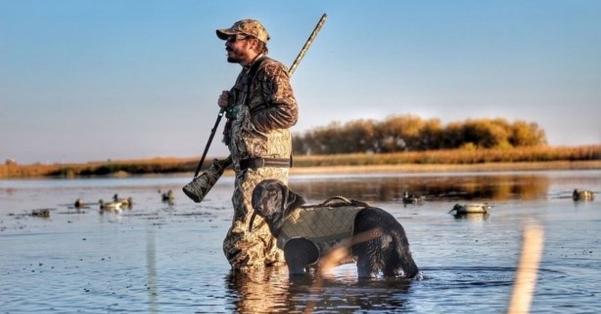 What Do Labradors Hunt?