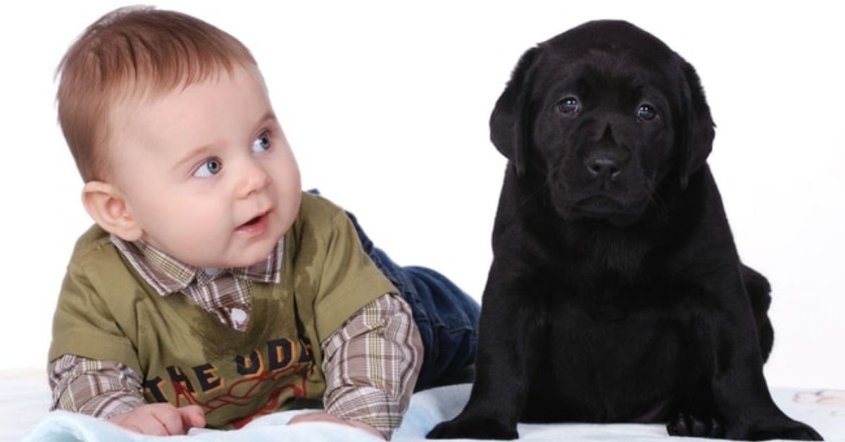 Are Labradors Good With Small Babies? (Fur Meets Real)
