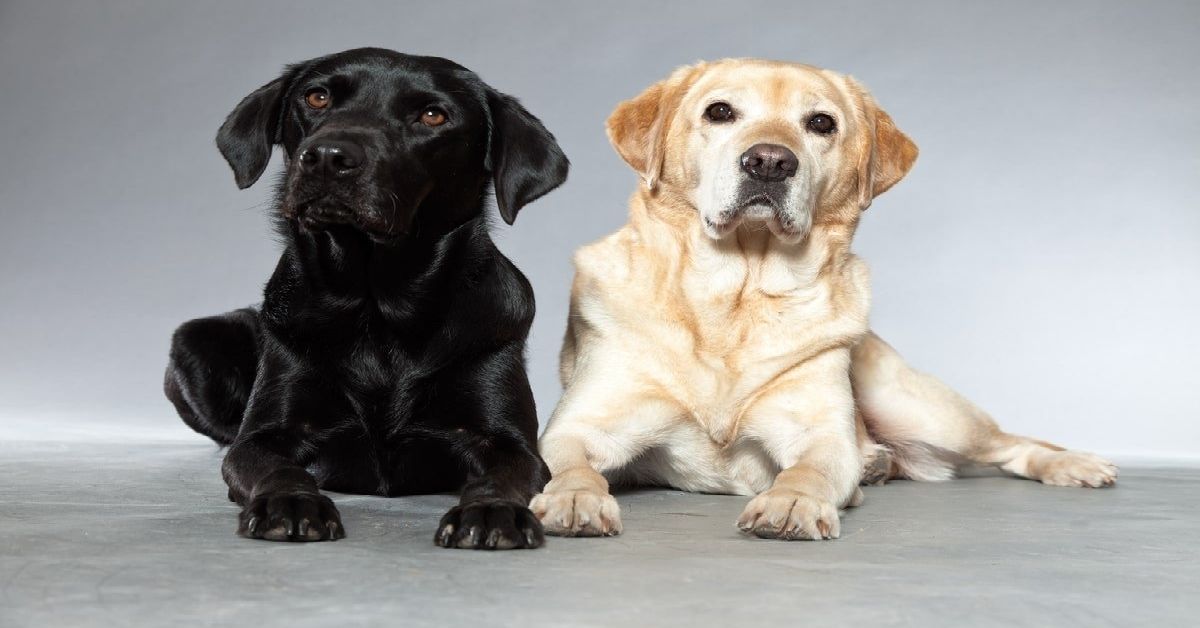 Black or Cream Labrador: Which Is the Better Option For Your Home?