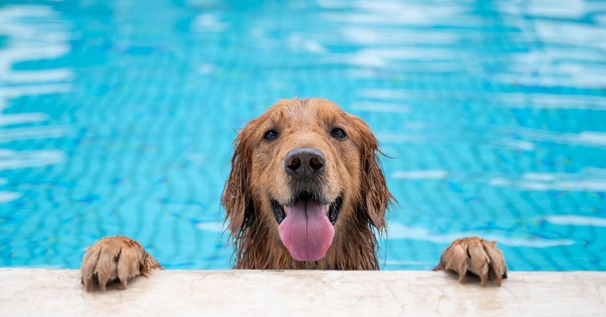 Can Golden Retrievers Swim In Your Pool? Tips for Dogs in Water
