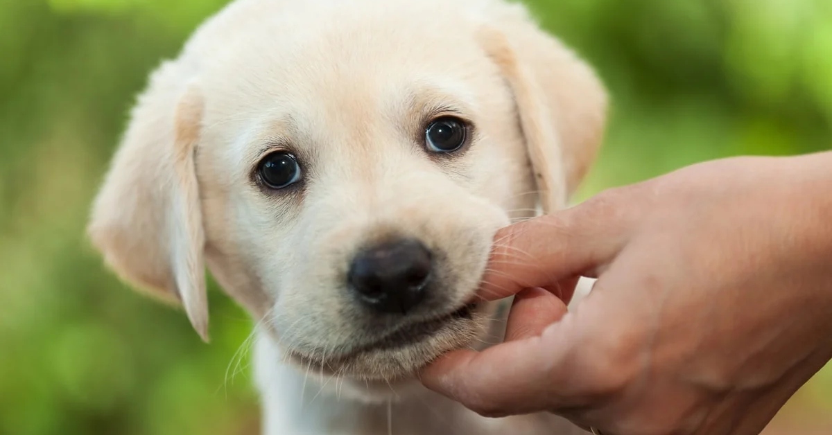 Labrador Puppy Biting Out of Control? How to Stop It