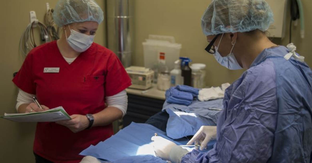 Getting Your Labrador Spayed or Neutered