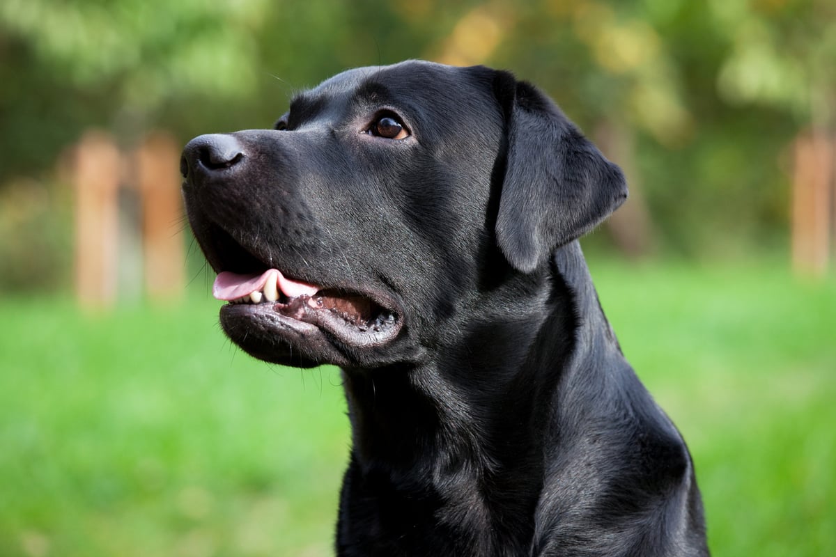 Why Is My Black Labrador Turning Brown? Reasons For Coat Color Changes