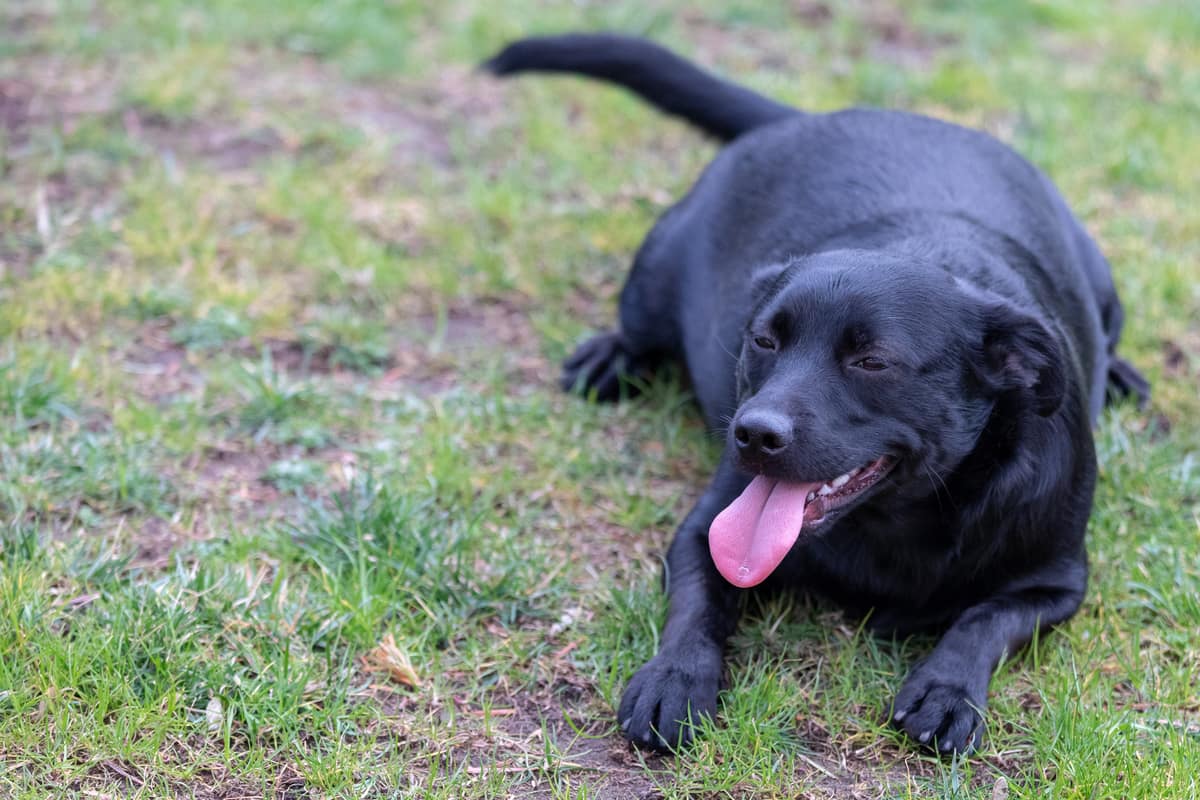 Why Does Your Labrador Have a Curly Tail?
