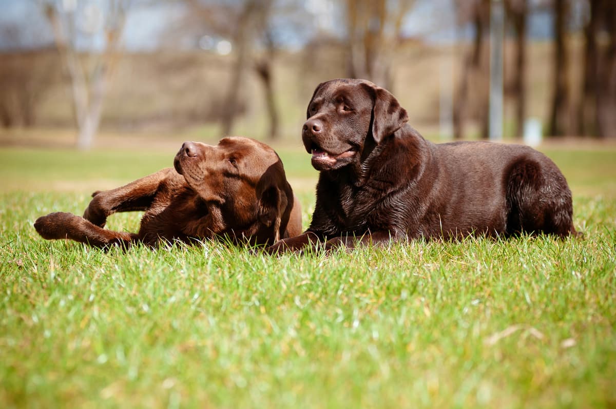 Are Brown Labradors Smart? Facts vs Rumors on Intelligence
