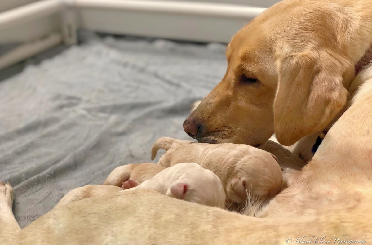 What Size Whelping Box Do You Need for a Labrador? Tips and Safety Info