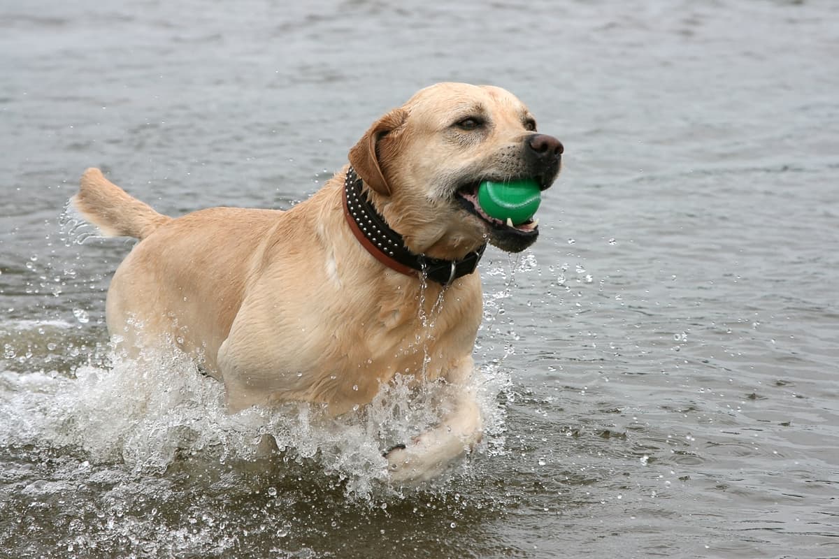Should Labradors Chase Balls? A Guide for Playing Fetch Safely