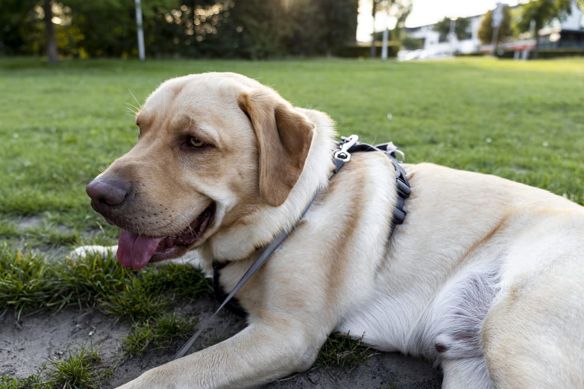 Why A Yellow Labrador Can Have a Black Belly (And When To Worry)