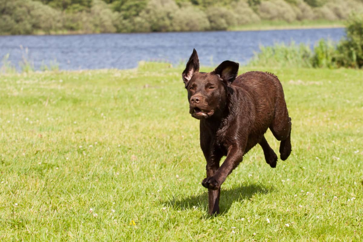 Why Chocolate Labradors Are So Stubborn: 9 Possible Reasons to Explore