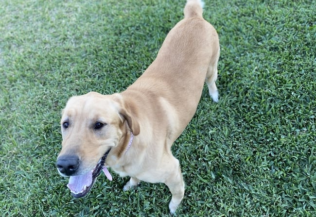 Goldador: The Complete Labrador Golden Retriever Mix Guide