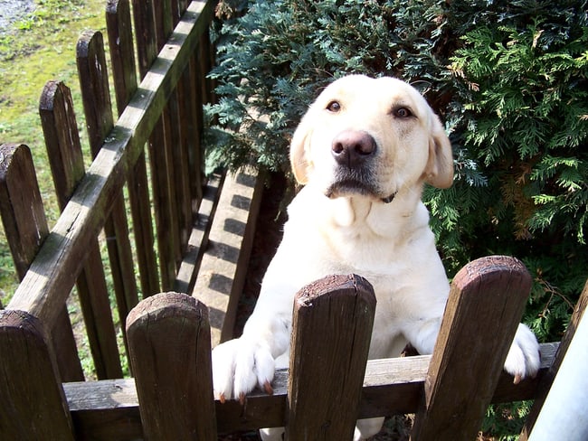 Can Labradors Jump Fences? Simple Steps to Keep Yours Contained