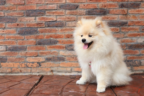 Pomeranian Labrador Mix: The Ultimate Pomador Resource Guide
