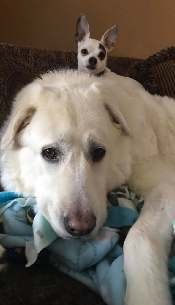 Great Pyrenees Labrador Mix: The Ultimate Pyrador Guide