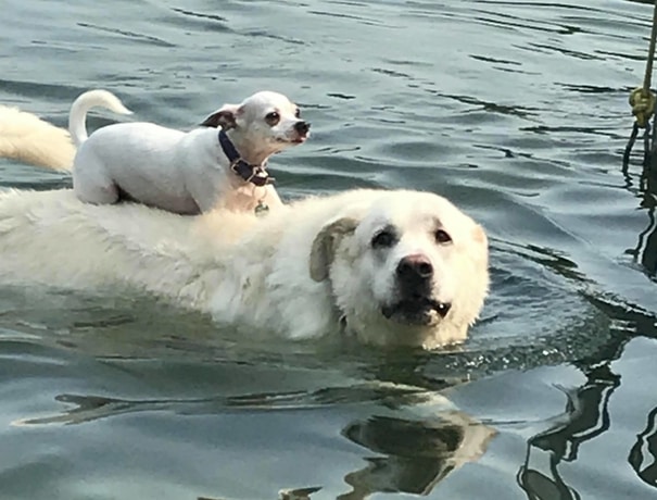 Great Pyrenees Labrador Mix: The Ultimate Pyrador Guide