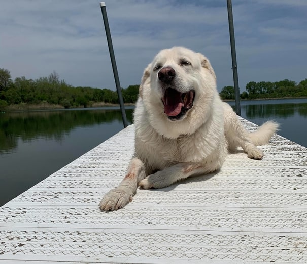 Great Pyrenees Labrador Mix: The Ultimate Pyrador Guide