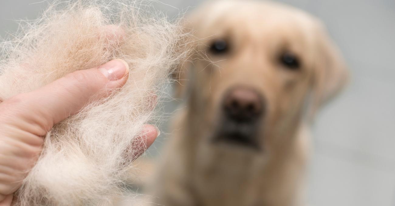 How To Deal With Your Labrador's Excessive Shedding