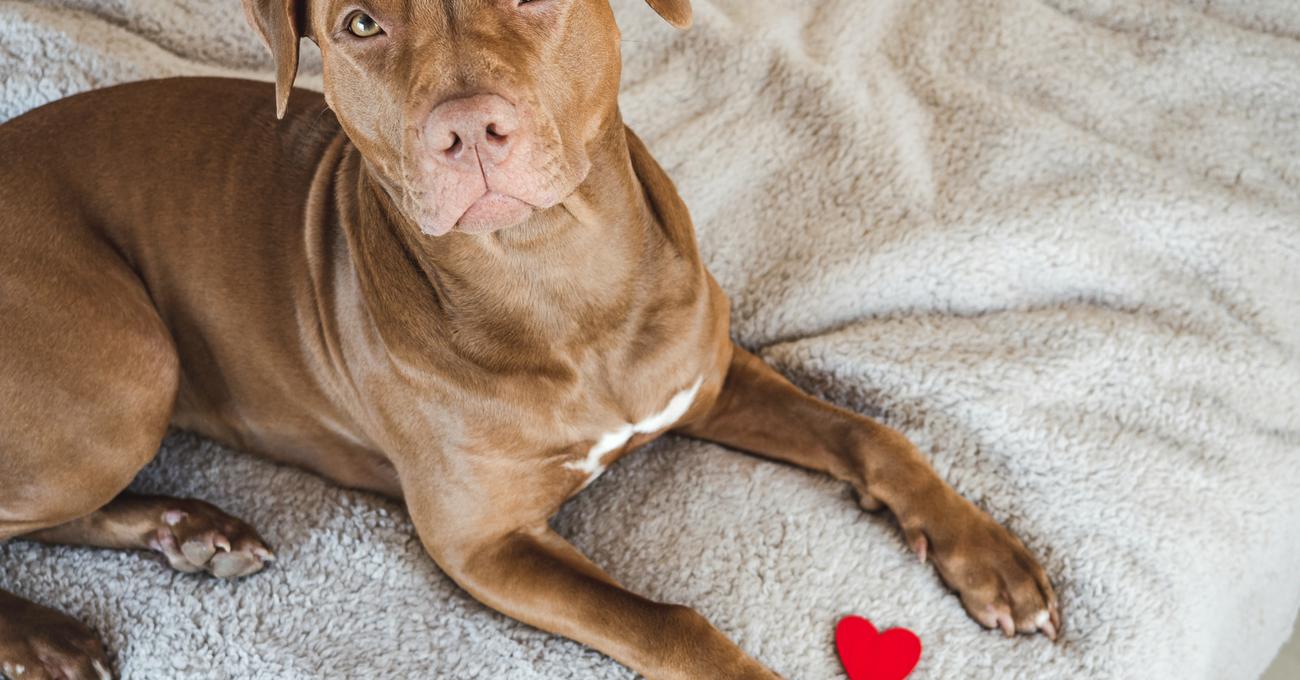 Why Does The Labrador Retriever Have Such A Unique Head Shape?