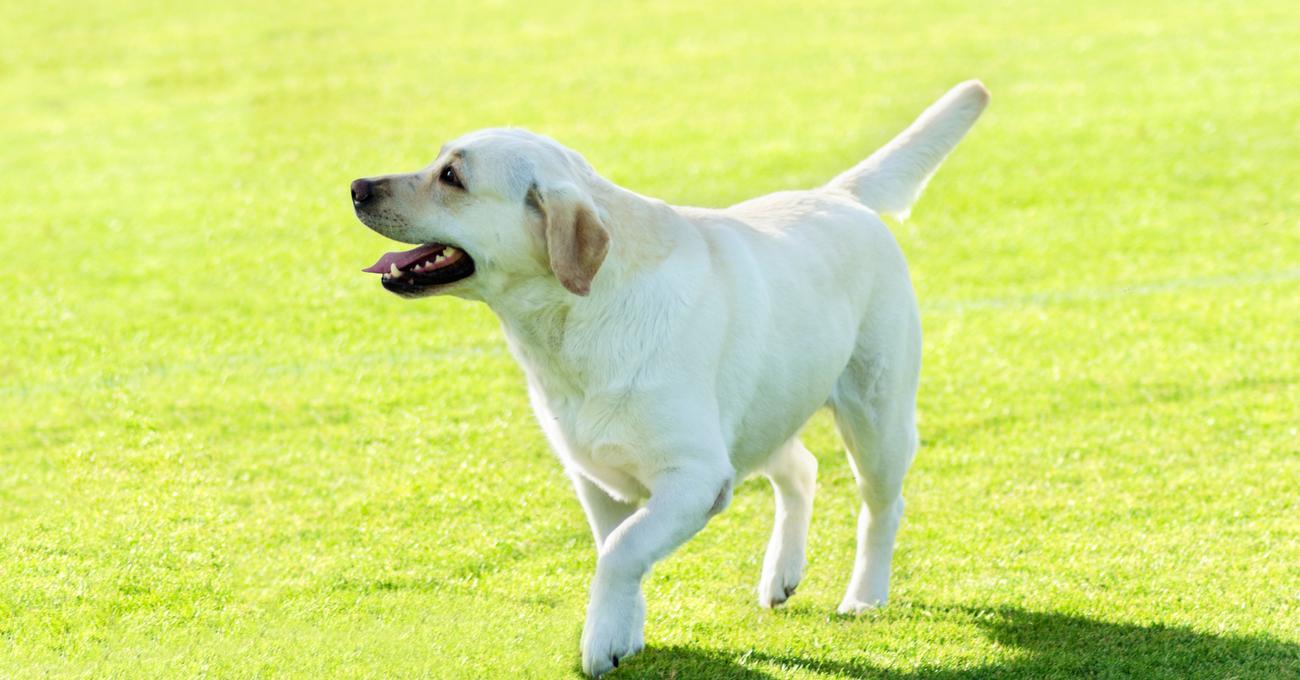 Pure White Labradors (Things You Should Know)