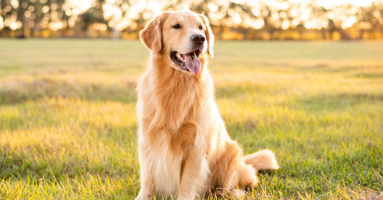 Labrador Vs Lab Retriever (Comparison & Differences)
