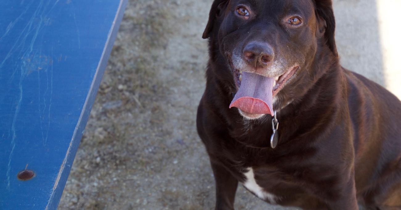 Can Chocolate Labs Have A White Chest? | Everything Labradors