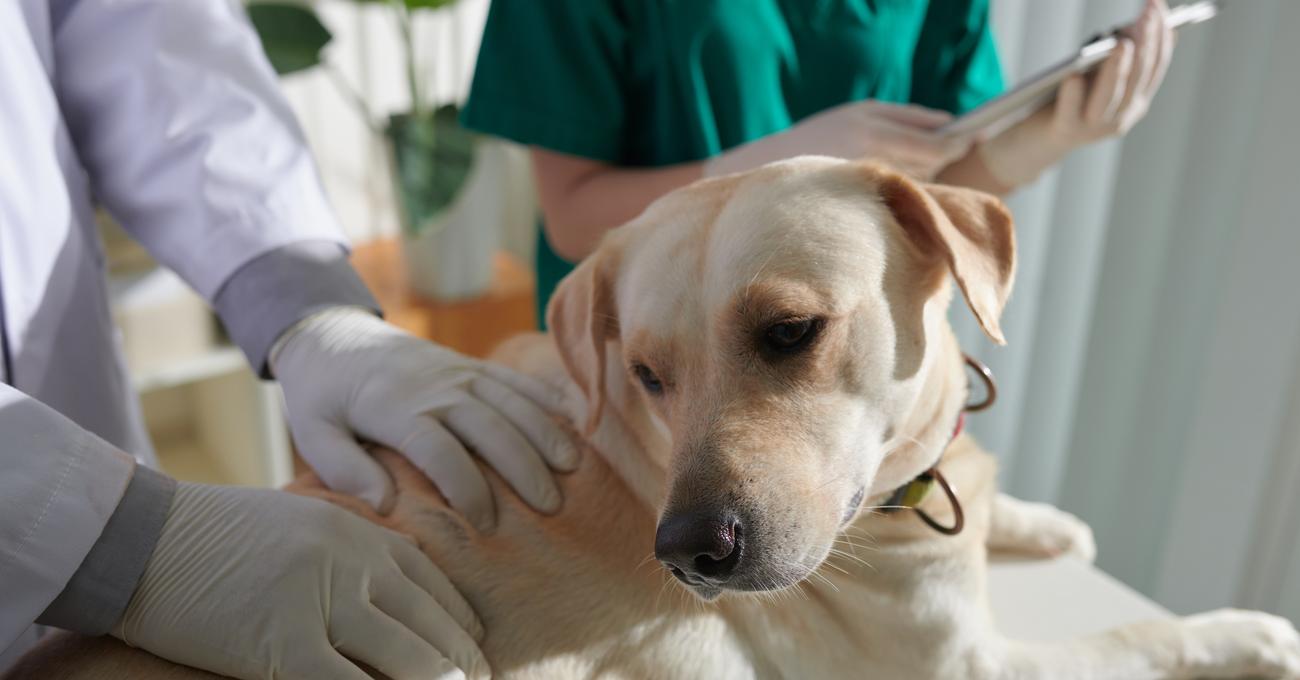 What Are The Signs Of Digestive Problems In Labrador Dogs?