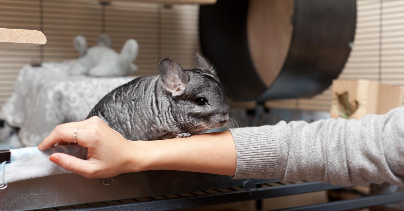 Fat Chinchillas: Signs Your Pet Is Overweight