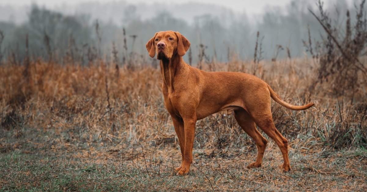 Pitbull Vizsla Mix (A Comprehensive Guide) | Everything Labradors