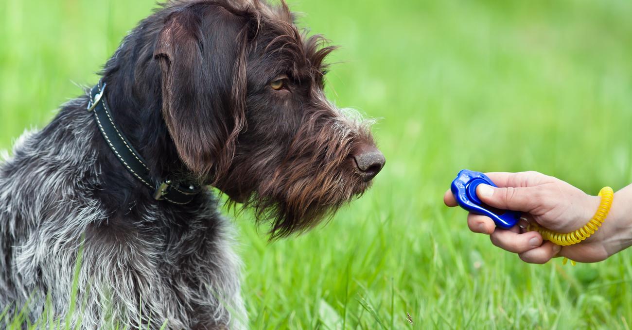 Should You Train Your Dog With A Clicker? | Everything Labradors
