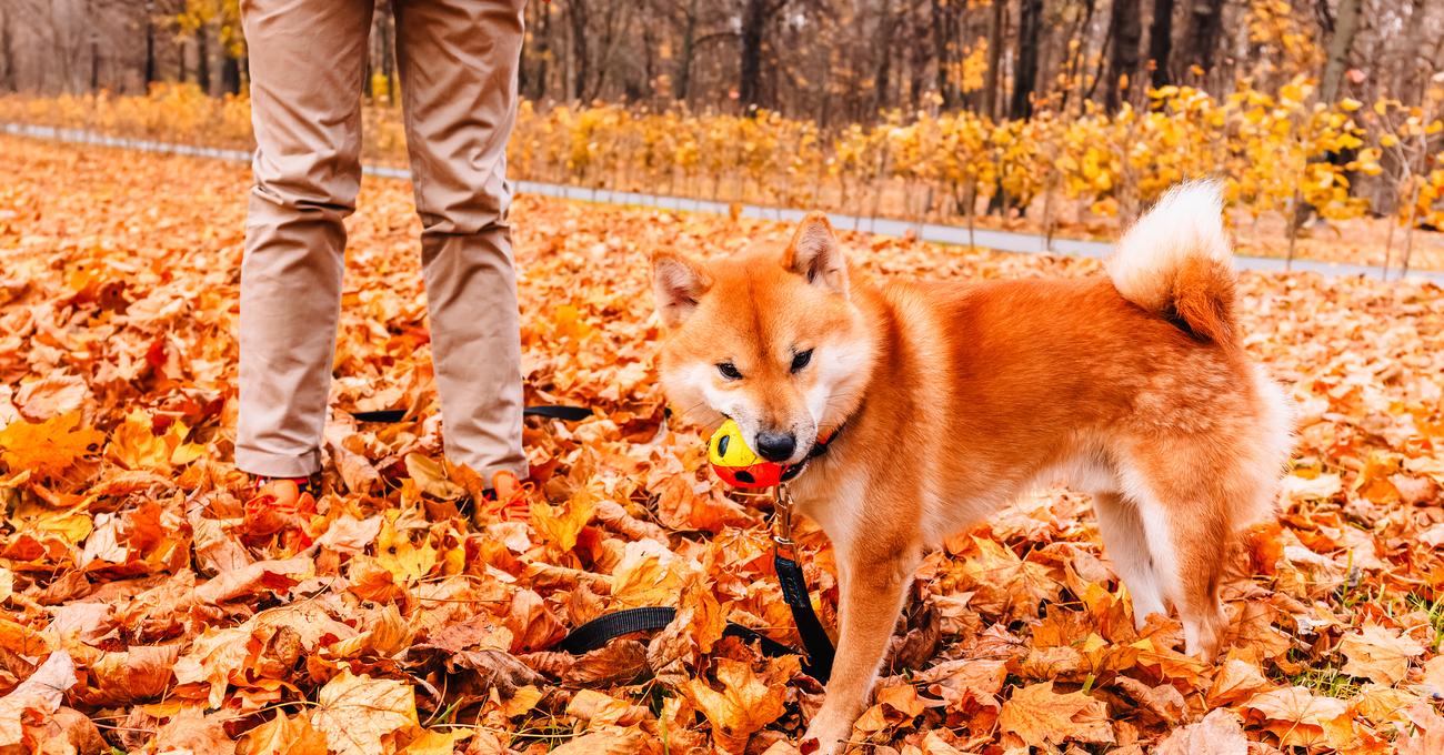 How To Train & Teach Dog To Drop It | Everything Labradors