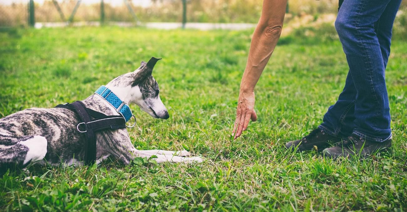 How To Train & Teach Dog To Crawl | Everything Labradors