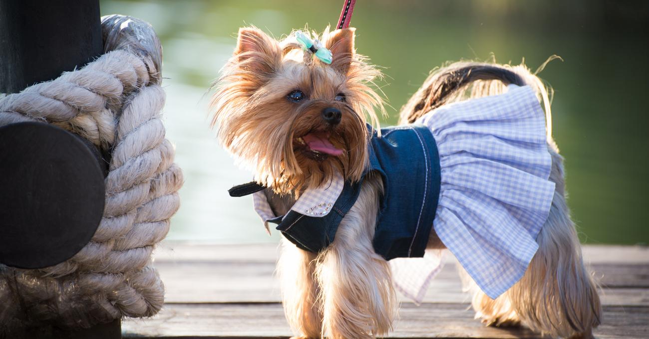 Top 10 Craziest Dog Fashion Trends from the 2010s