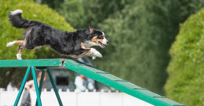 The Ultimate Guide on Removing Your Dog’s Elbow Calluses