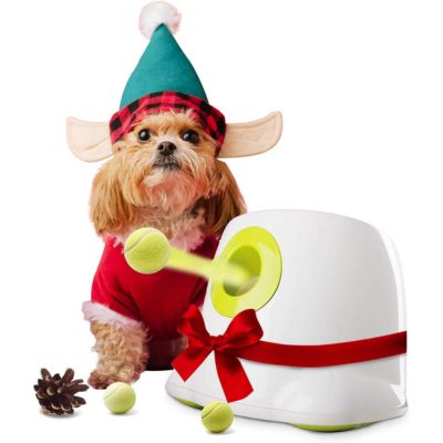 Best Automatic Ball Launchers For Dogs | Everything Labradors