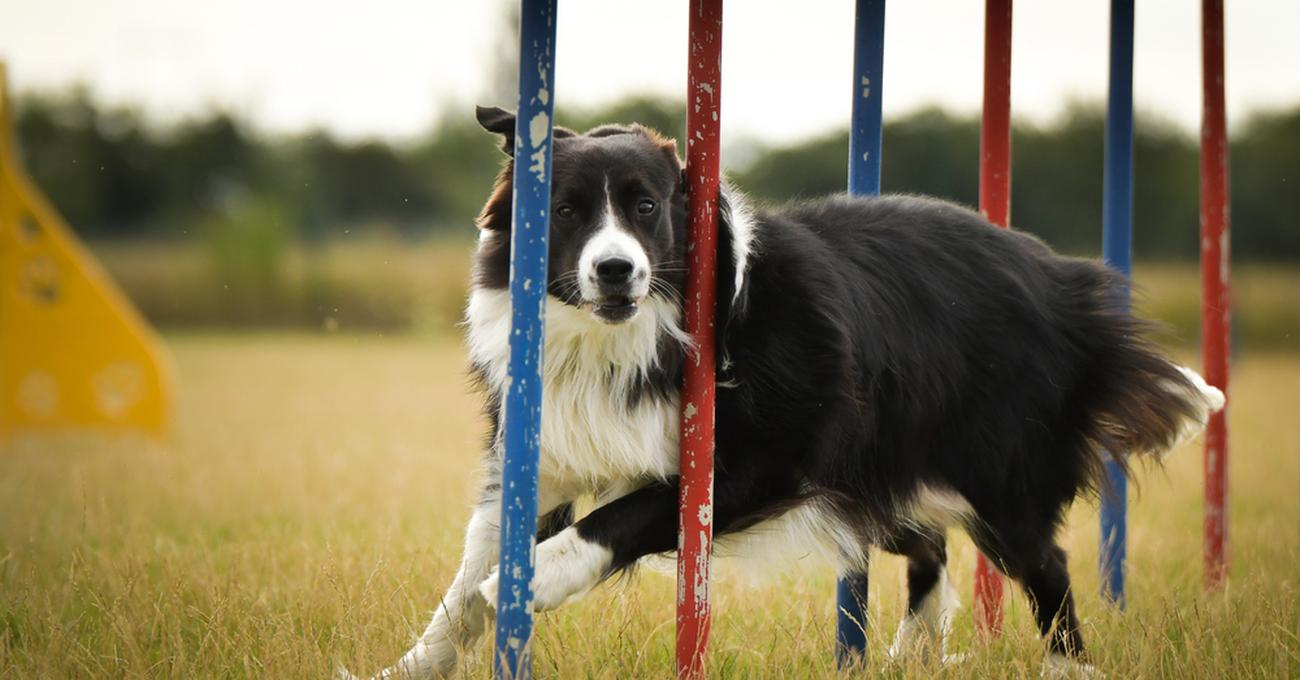 Best Dogs For Agility