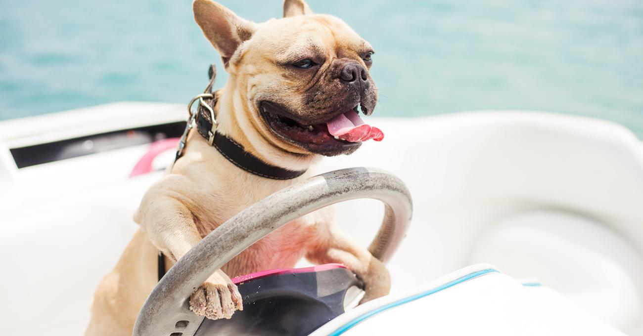 Best Dogs For Boats