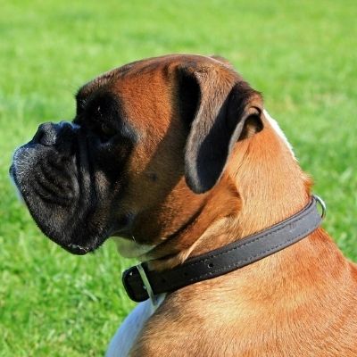 Best Dogs For Beginners