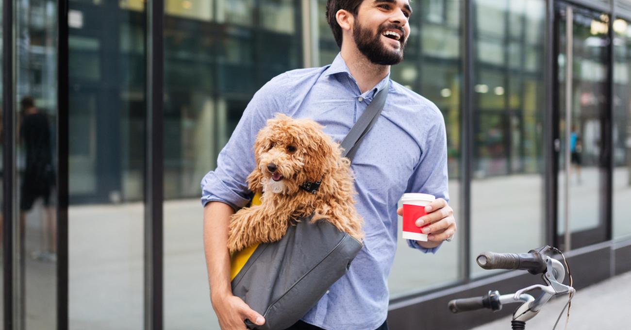 Best Dogs For Busy People