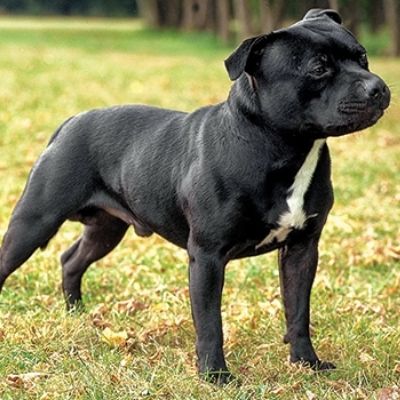 Best Dogs For Autism