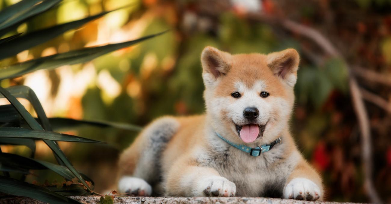 Akita Vs Golden Retriever | Everything Labradors