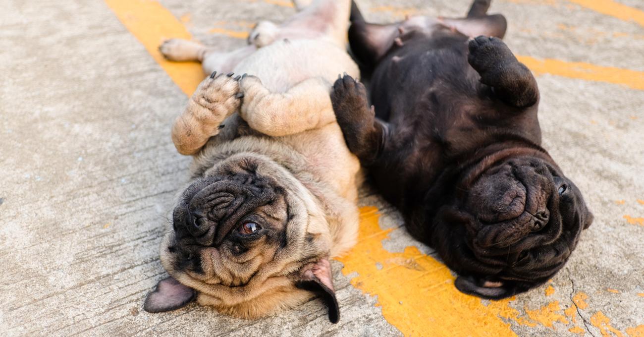 How To Teach A Dog To Play Dead