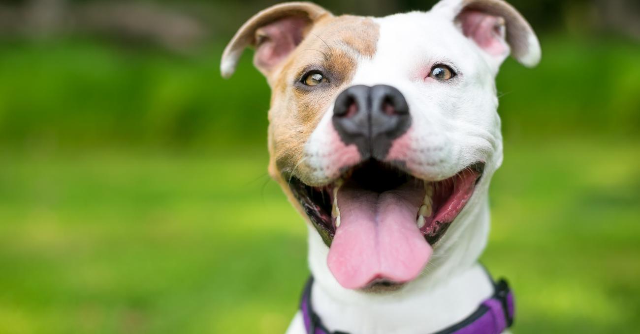 Best Padded Dog Collars